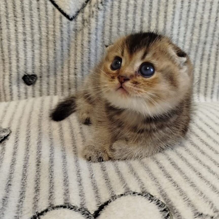 Шотландские котята золотая шиншилла