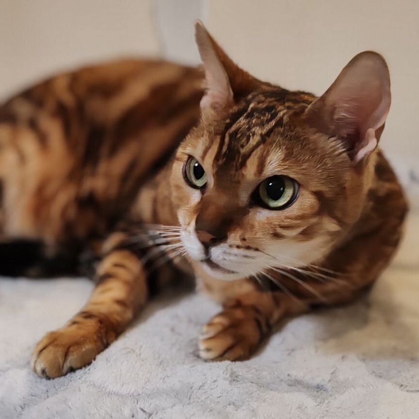 Бенгальская кошка, взрослая