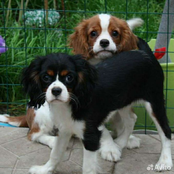 Триколор и бленхейм Девочки Кавалер к.ч.с