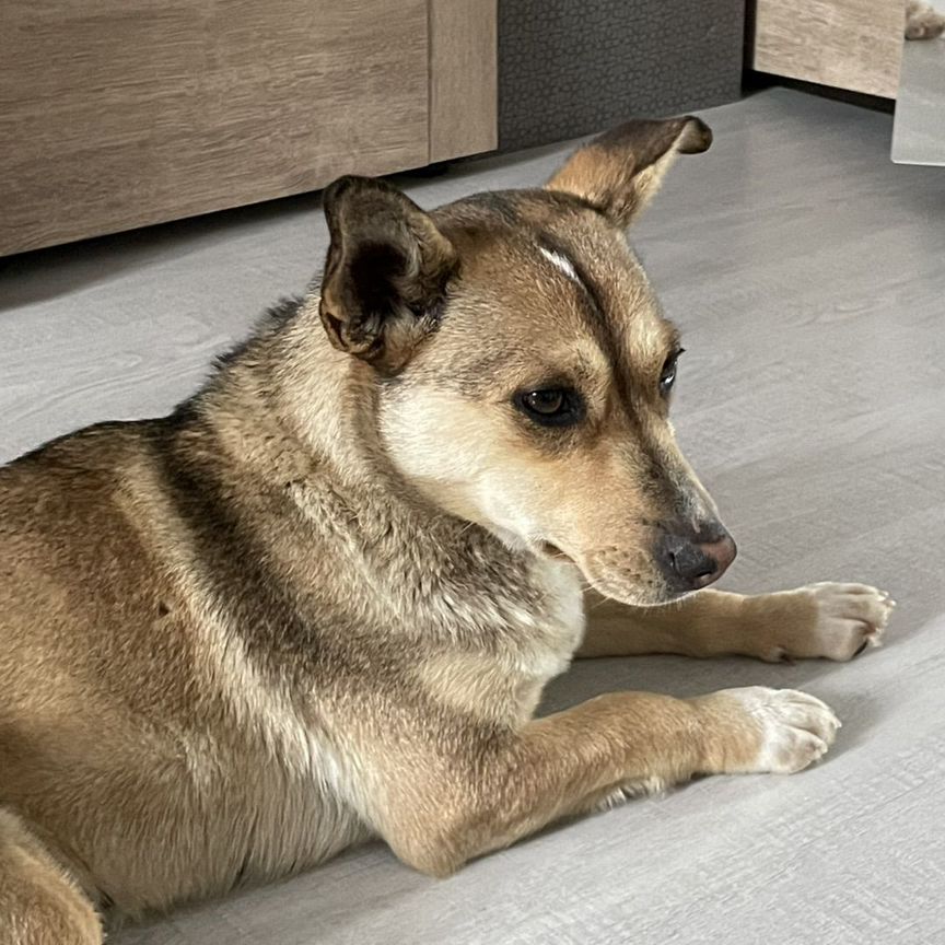 Собака в добрые руки отдам бесплатно