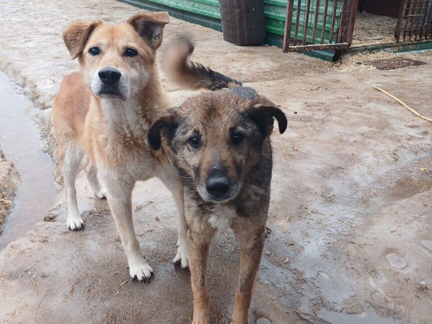 Старички ждут гостей в приюте