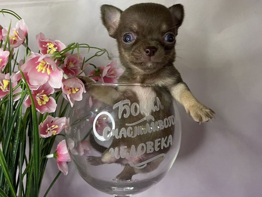 Щенки чихуахуа большой выбор