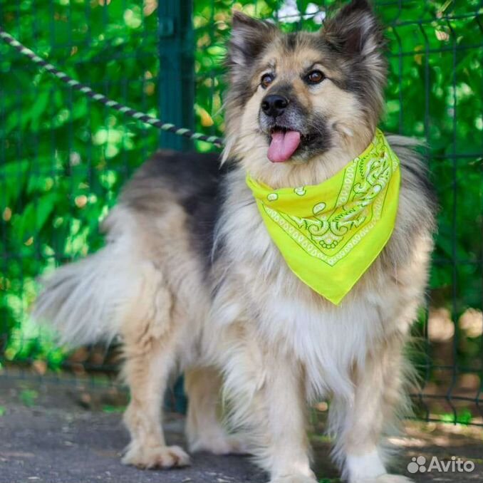 Умный пес Бароша