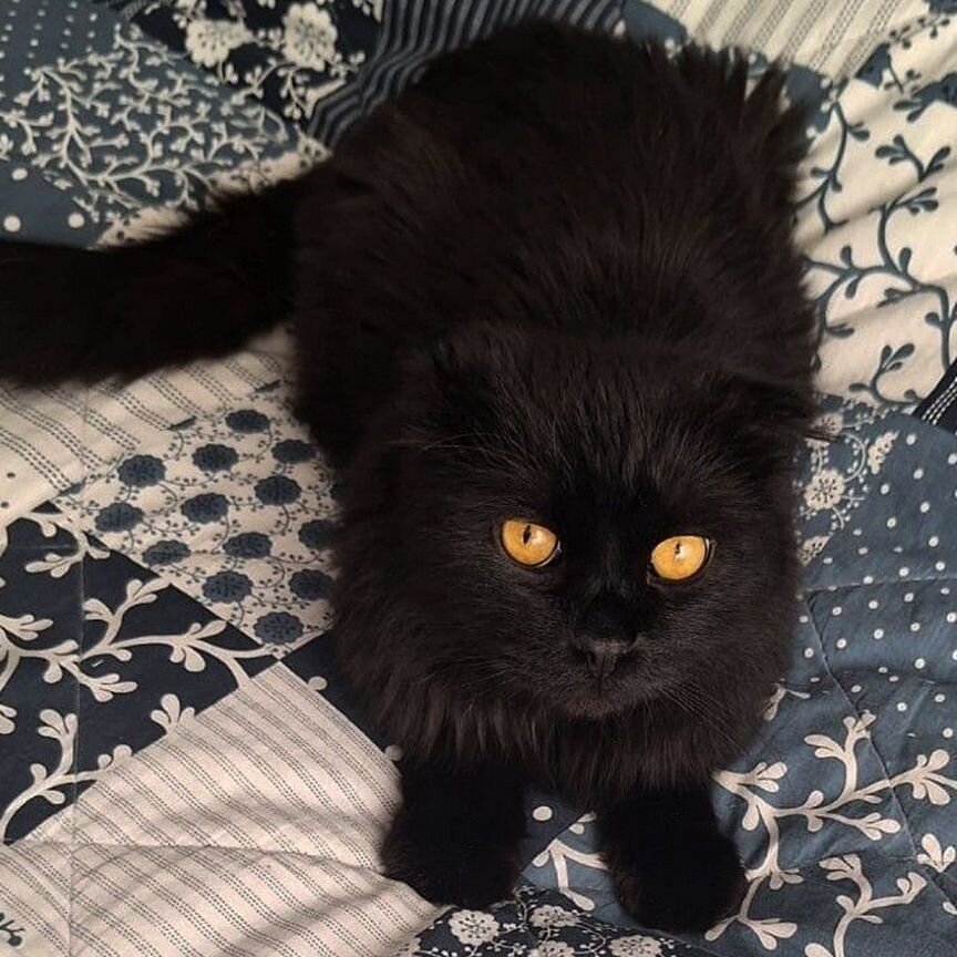 Шотландский вислоухий короткошёрстный кот, взрослый