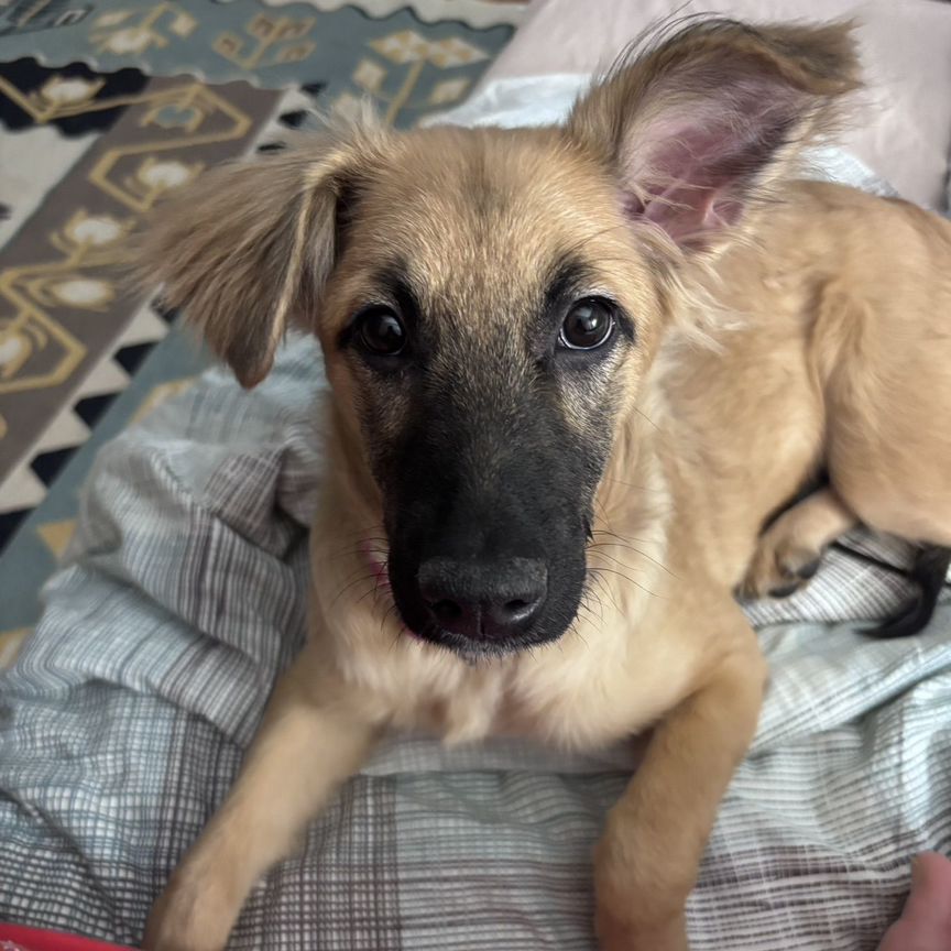 Щенок в добрые руки