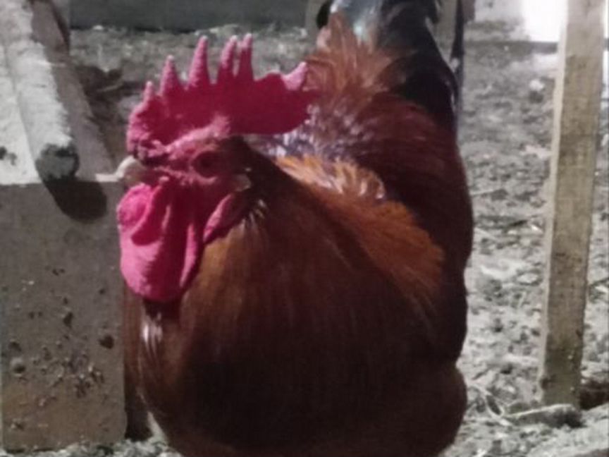 Молодка несушка