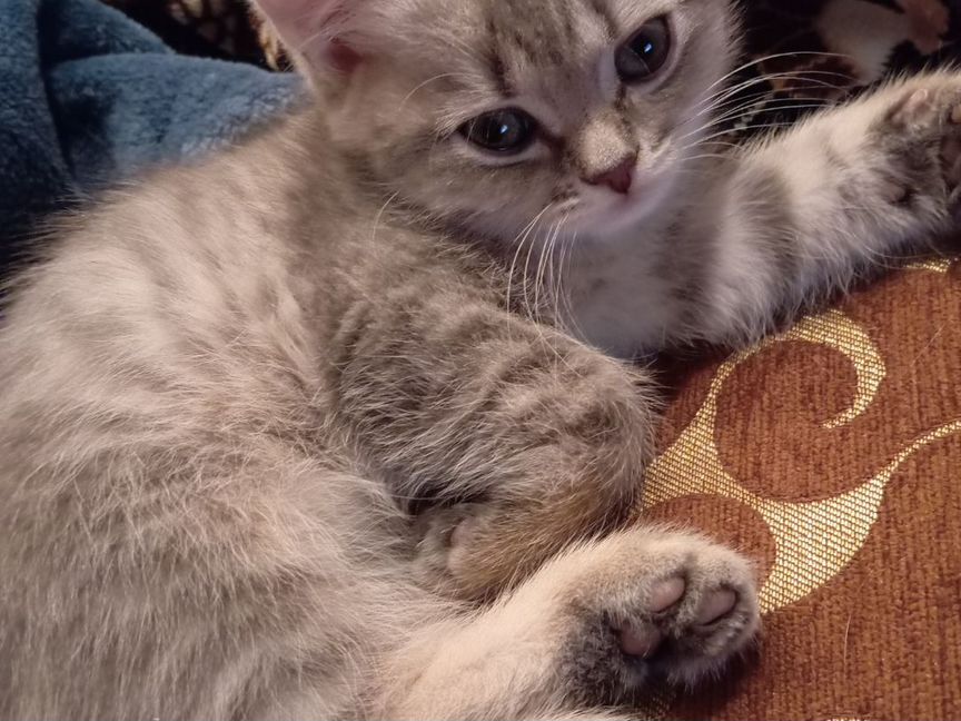 Котенок Британец