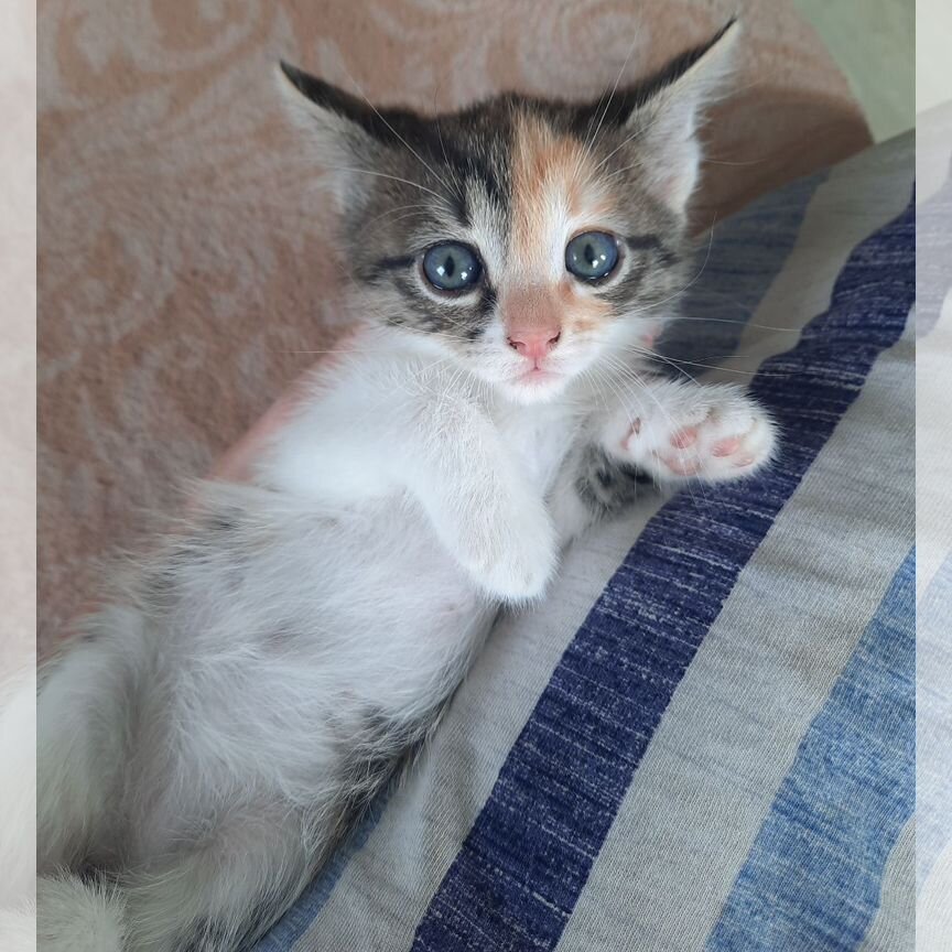 Котёнок в добрые руки