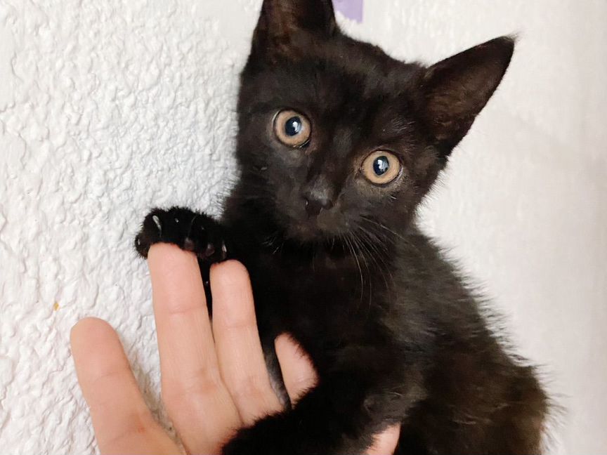 Нежная чёрная пантерка котёнок девочка 2,5 м