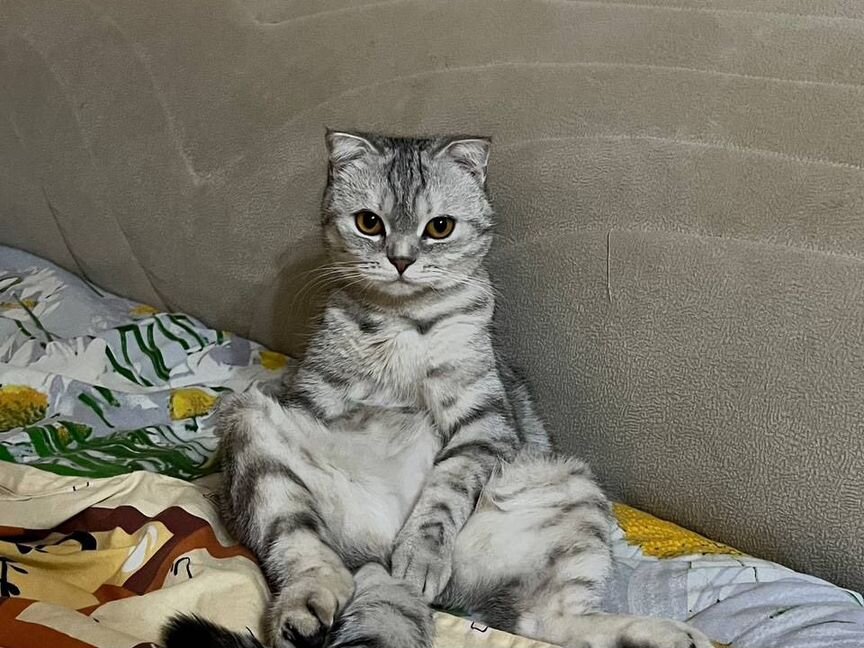 Шотландская вислоухая кошка бесплатно
