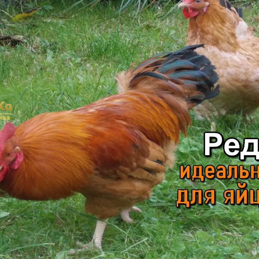 Яйцо для инкубации Ред бро (Венгрия)