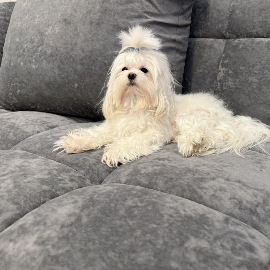 Мальтипу, щенок