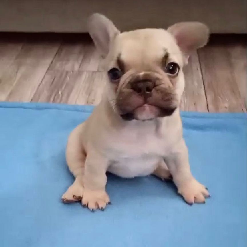 Французский бульдог щенок