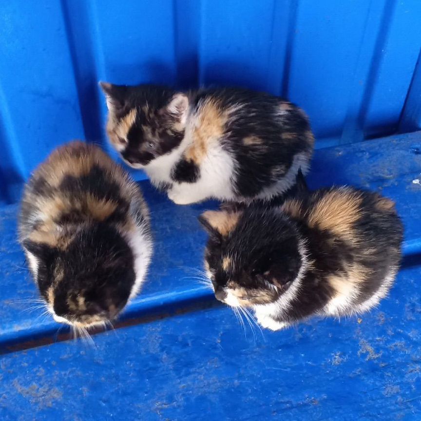 Мейн-кун котёнок