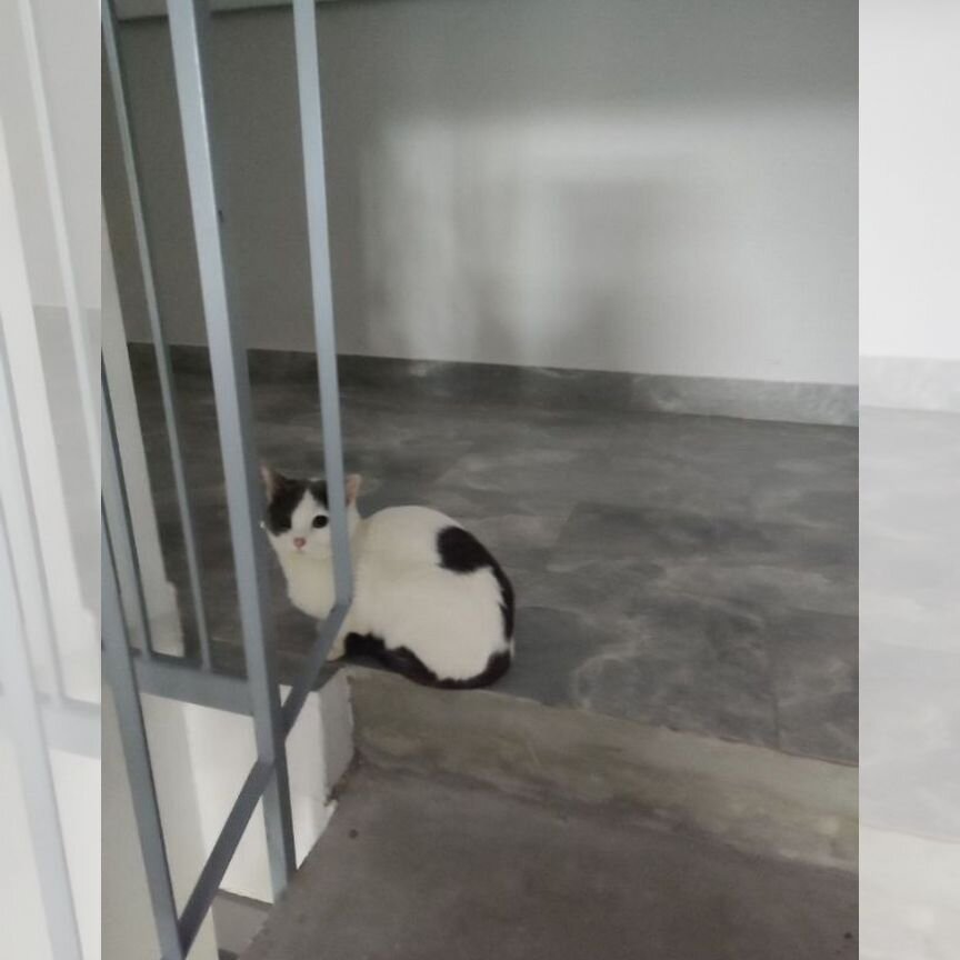Кошечка