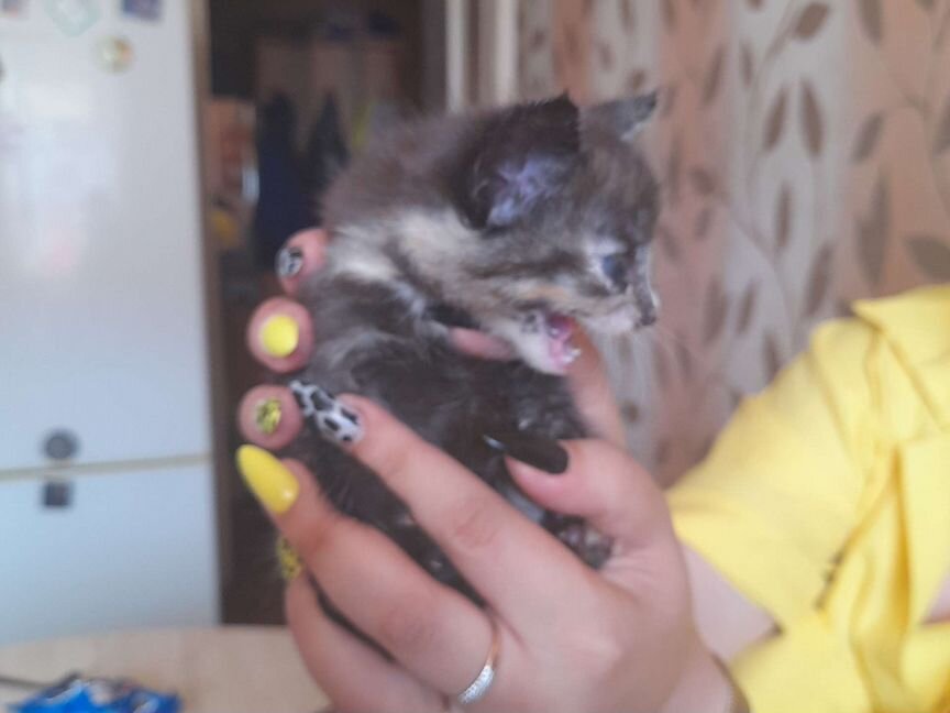 Котята в добрые руки за 10 р