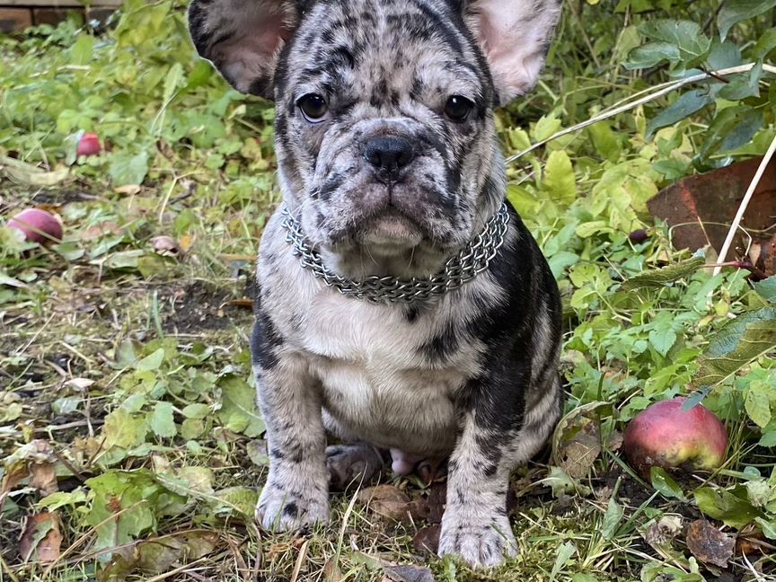 Очаровательный мальчик