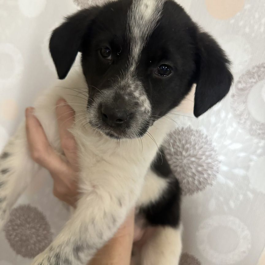 Щенок в добрые руки бесплатно