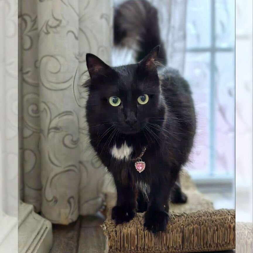 Взрослая кошка в добрые руки