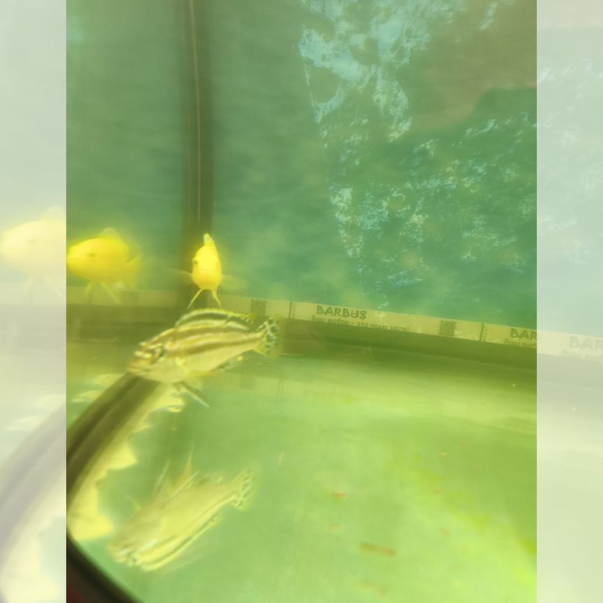 Африканские цихлиды