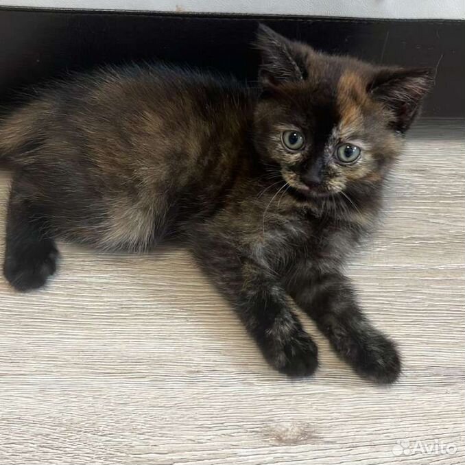 Кошки в добрые руки за шоколадку