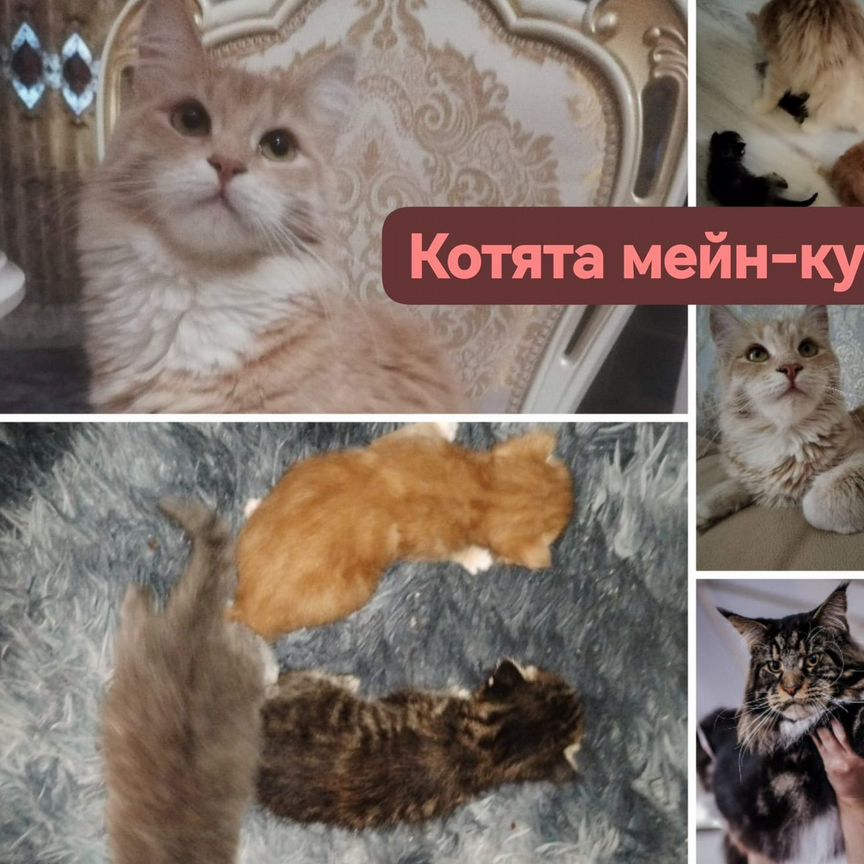 Котята мейкуны продажа