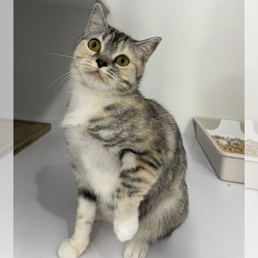 Взрослая кошка в добрые руки