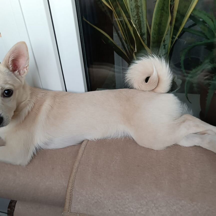 Собака в добрые руки отдам бесплатно