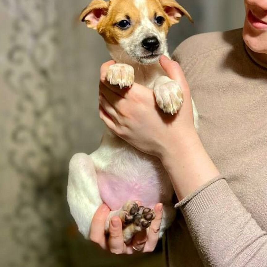 Зенок с крыльями внгела ищет дом