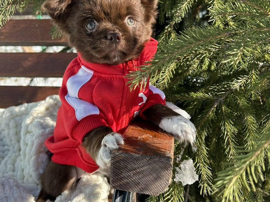 Шоколадный хулиганчих