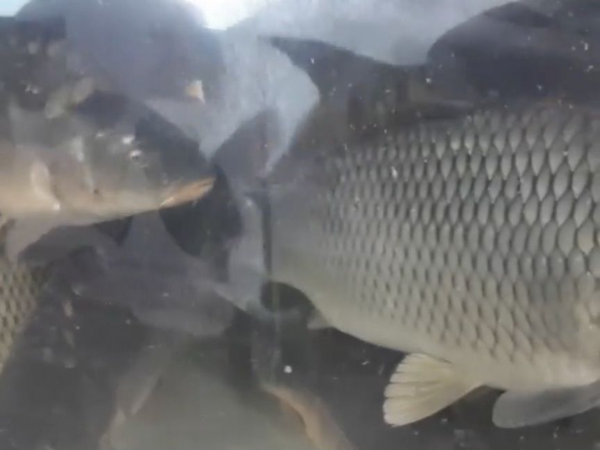 Аквариум для живой рыбы