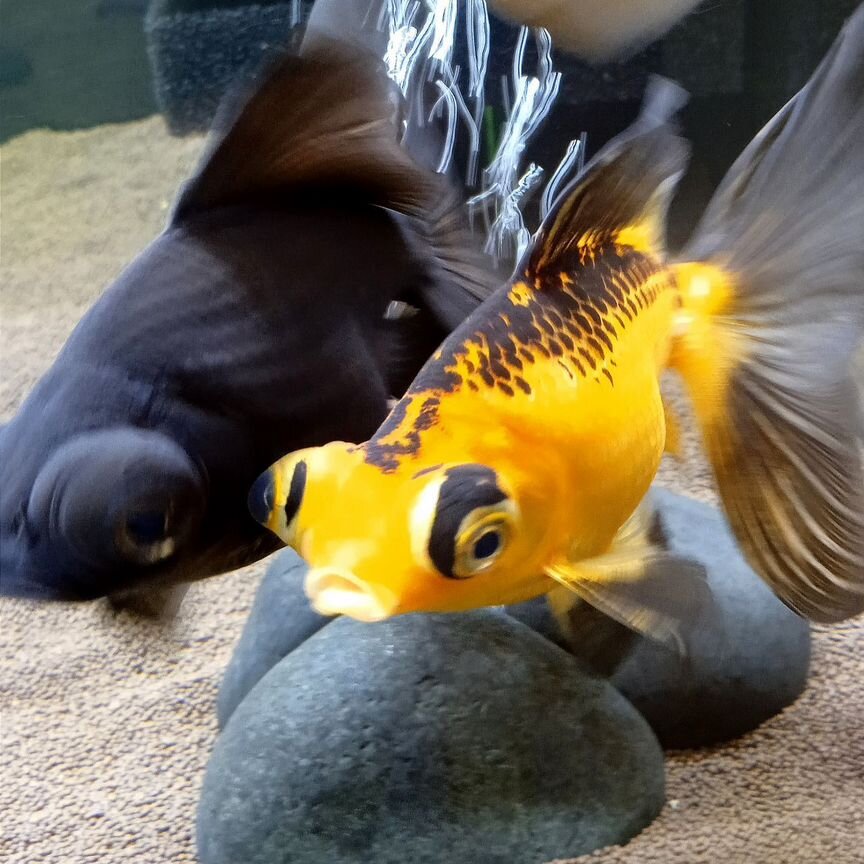 Золотые рыбки, телескоп