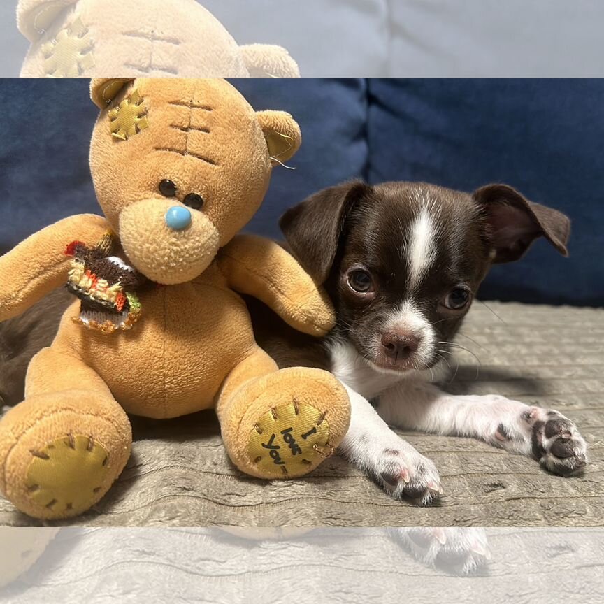 Чихуахуа, щенок