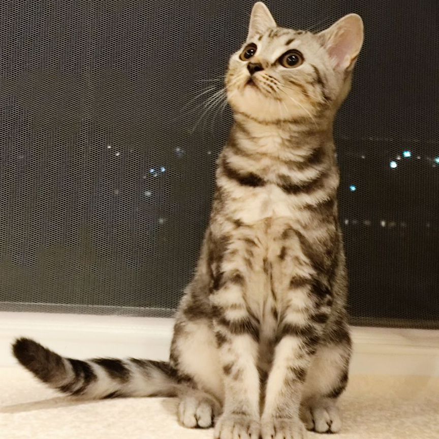 Скотиш Страйт. Вязка