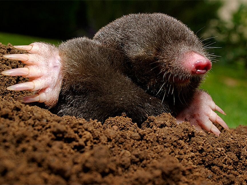 Средство от кротов, мышей, сусликов муравьев и т.д