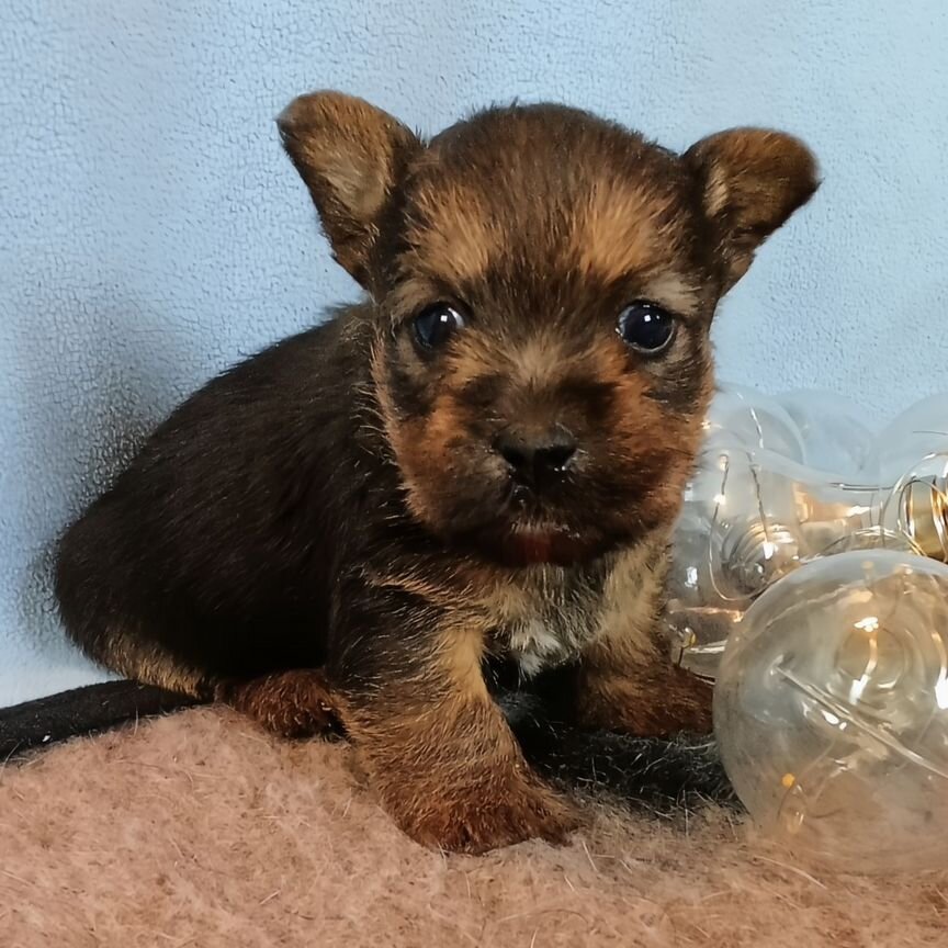 Норвич-терьер, щенок