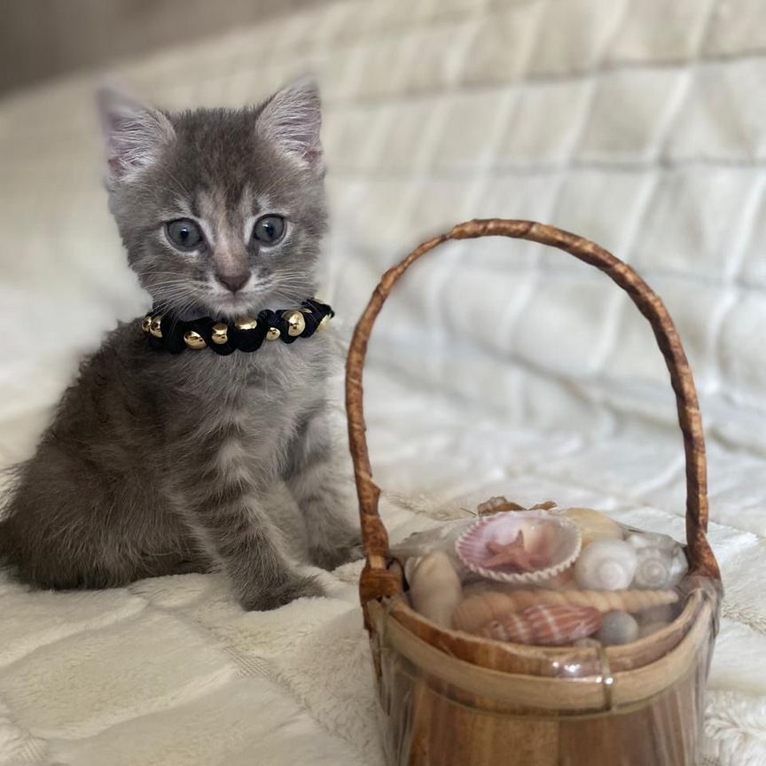 Котенок в добоые руки