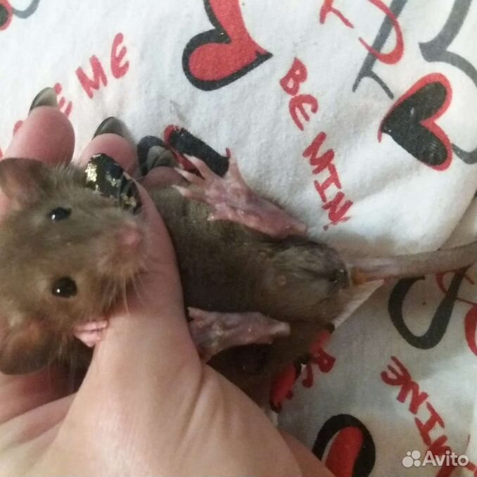 Крысенок дамбо