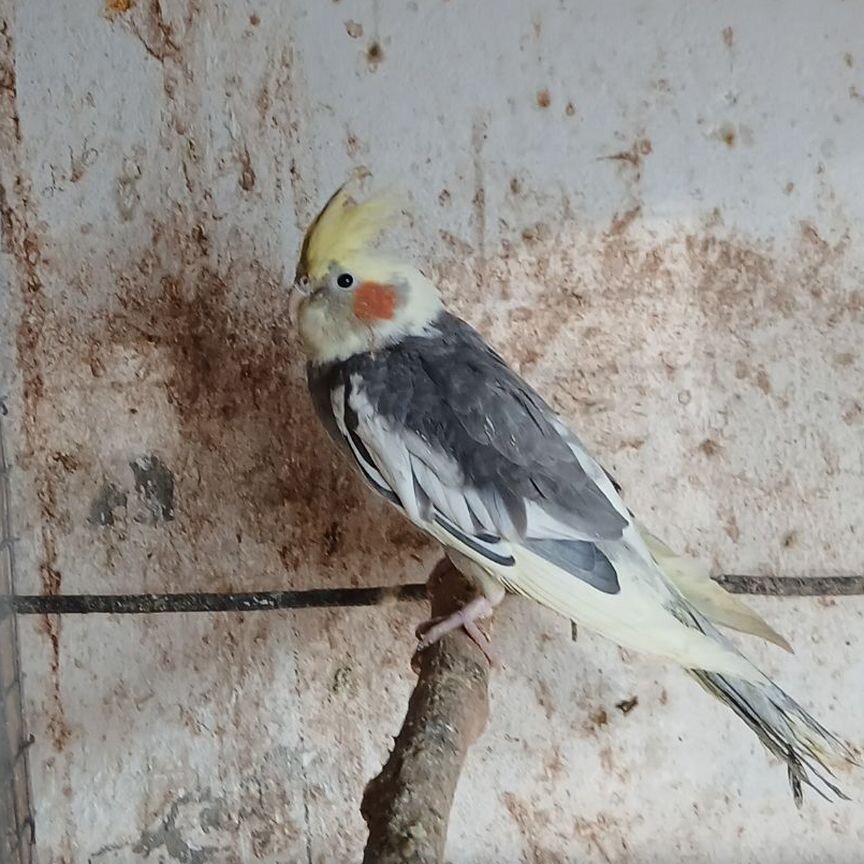 Попугай Корелла