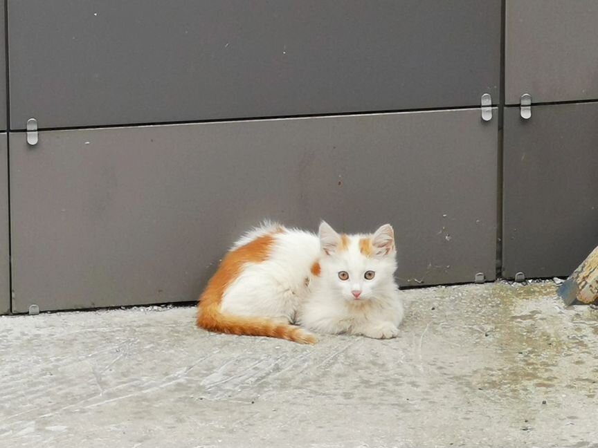 Четыре котёнка