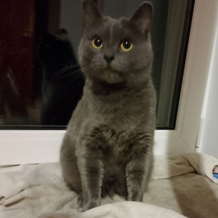 Взрослая кошка в добрые руки