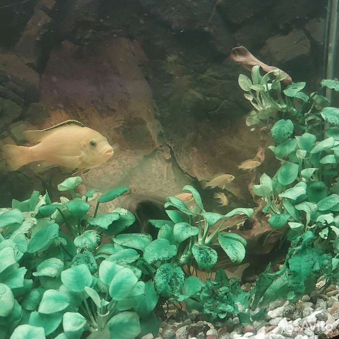 Цихлиды молодь