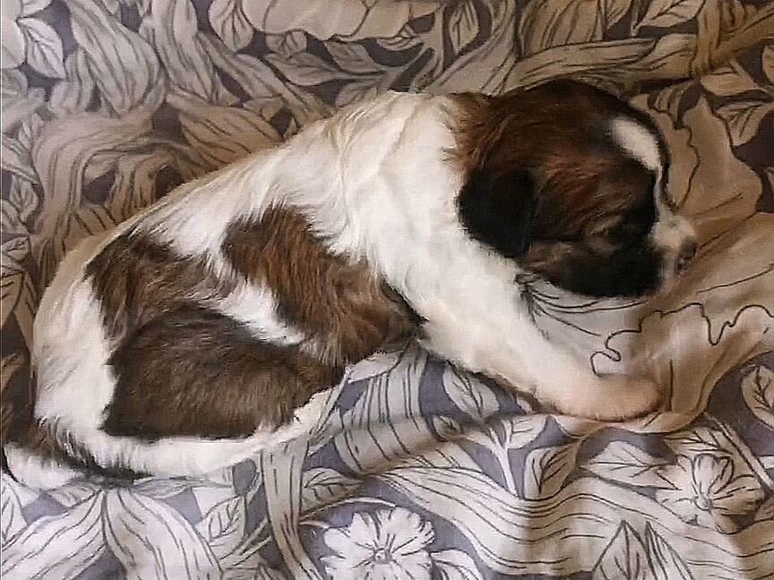 Китайские хохлатые собачки, щенки