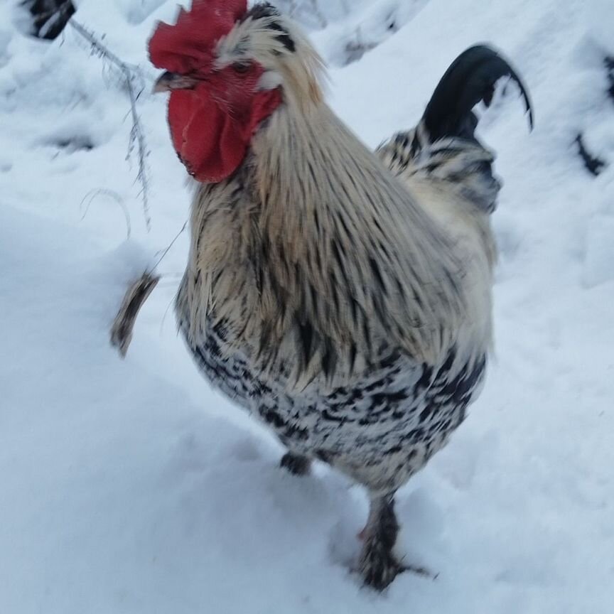 Молодые петухи на племя