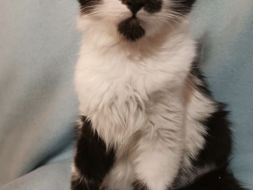 Кот в добрые руки