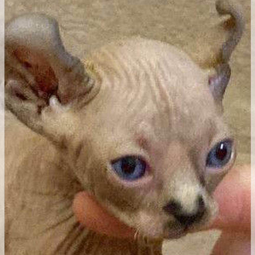 Канадский сфинкс котёнок