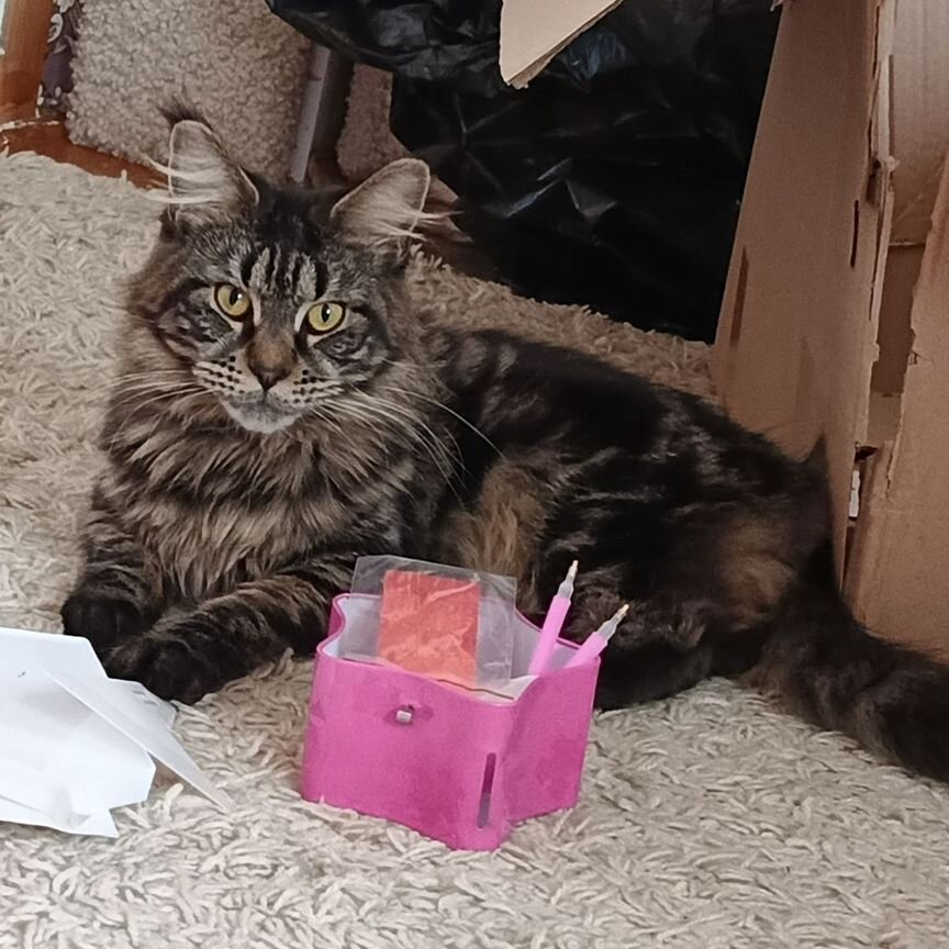 Мейн-кун, взрослая кошка