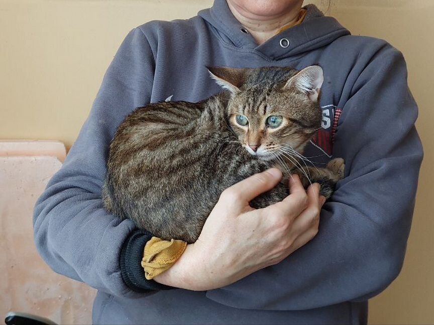 Котик Маркиз