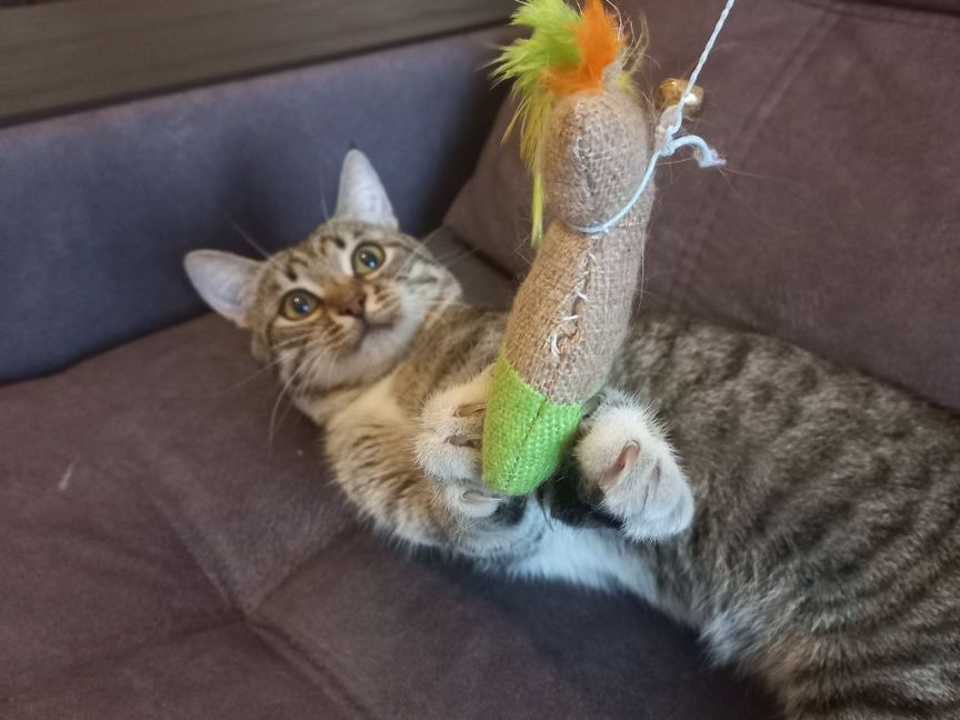 Мистер Кот