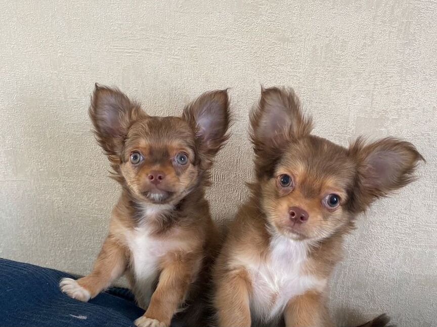 Собачки щенки чихуахуа кукольных размеров мальчики
